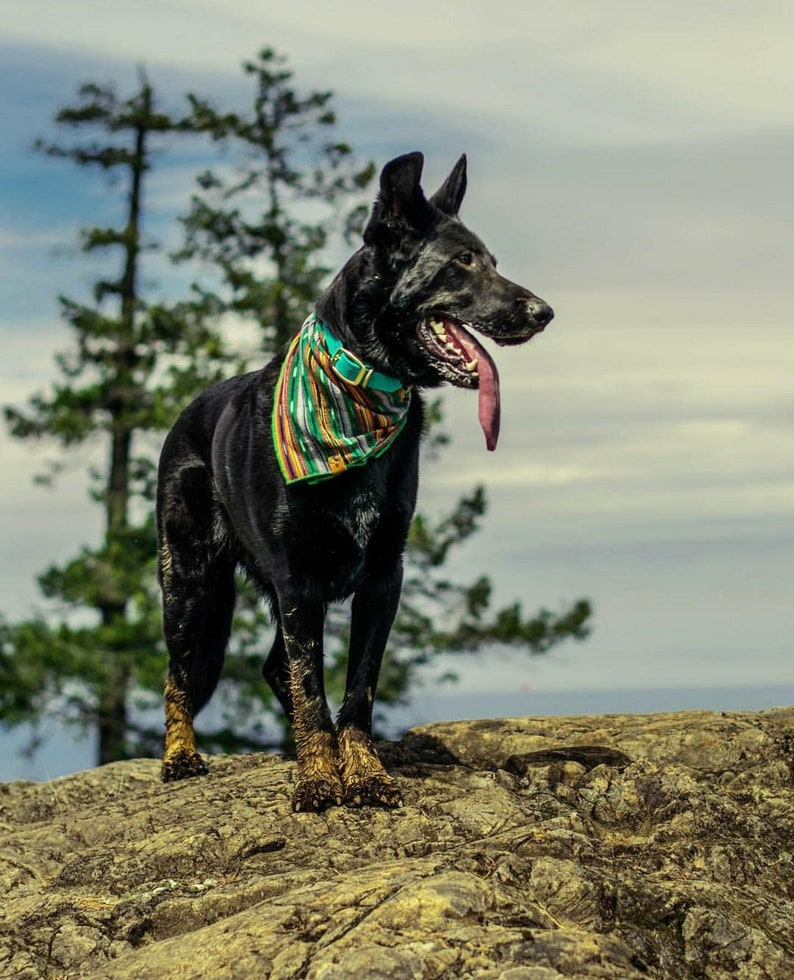 Waterproof Dog Collar in Teal Blue Surf - Etsy Canada
