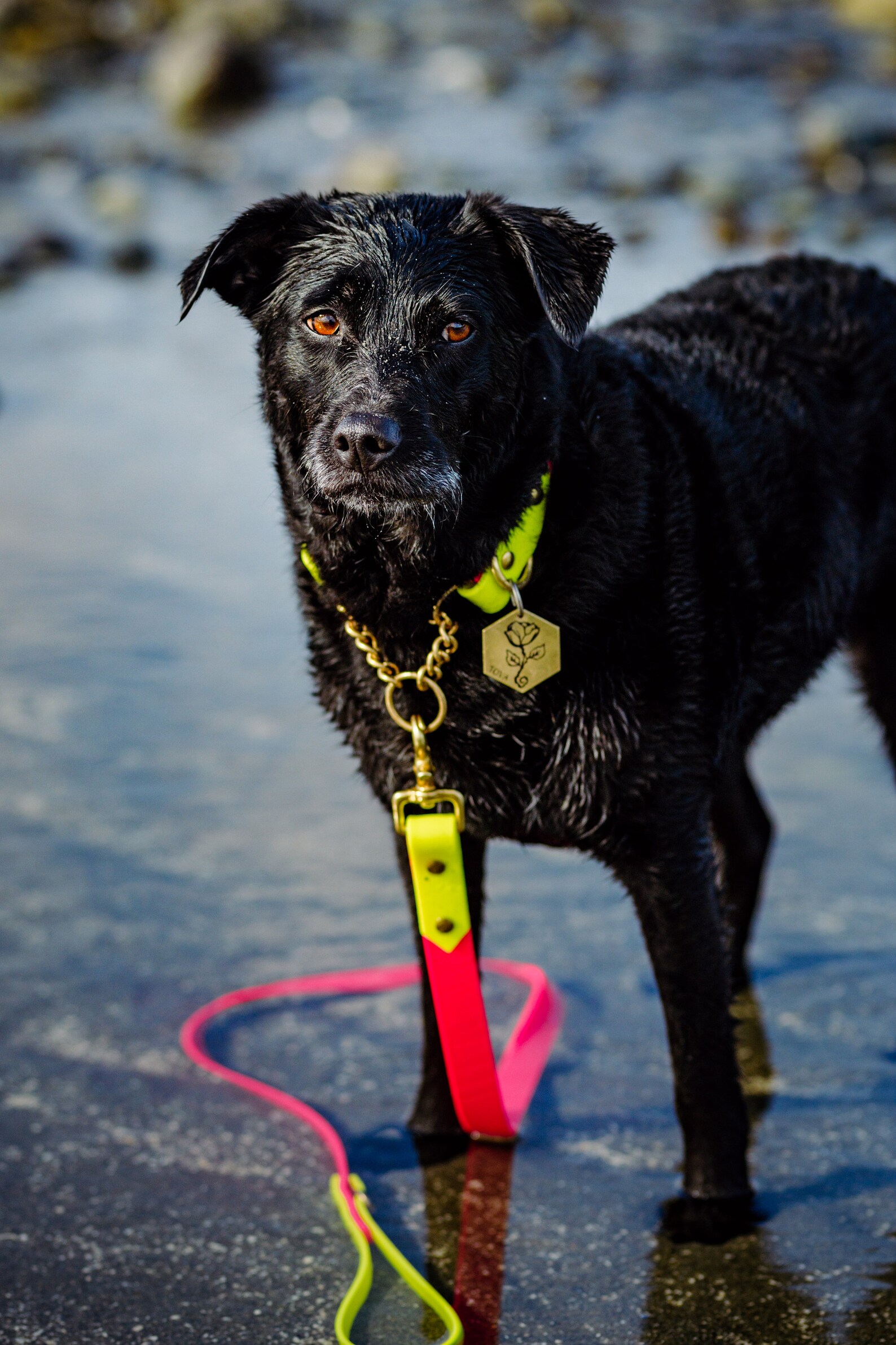 Waterproof Two Tone Dog Leash - Etsy Canada