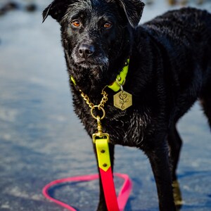 Waterproof Two Tone Dog Leash - Etsy Canada