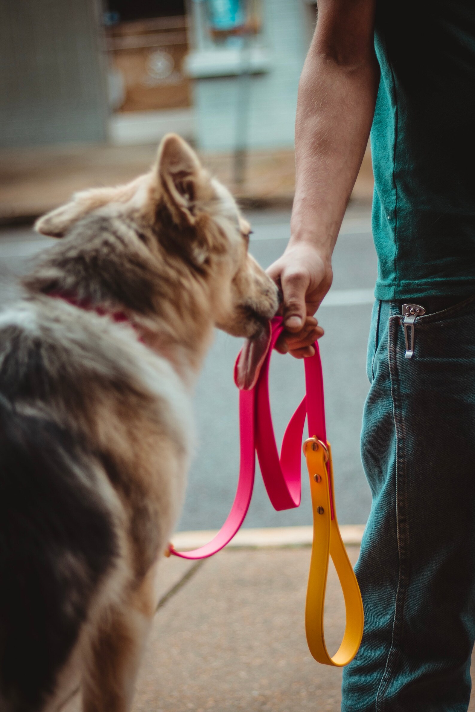 Waterproof Two Tone Dog Leash - Etsy Canada