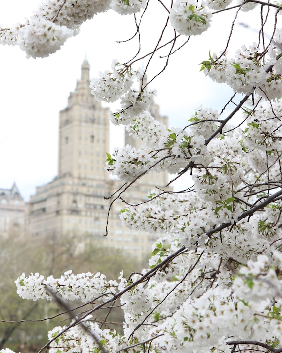 Springtime in New York // Central Park Fine Art Photography | Etsy