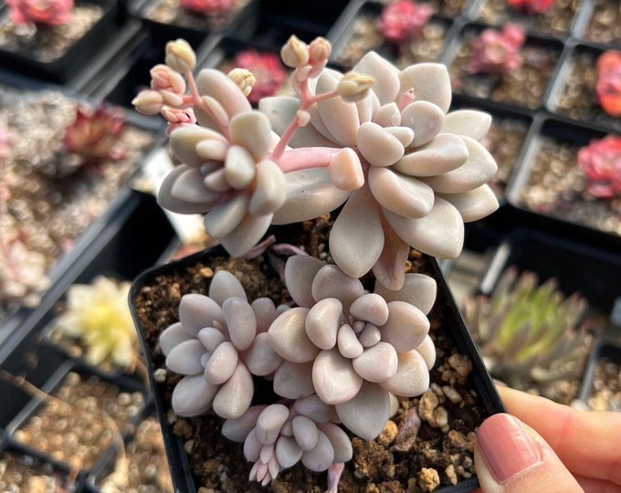 Rare Succulent - Graptopetalum Ellen Cluster (10) - Etsy