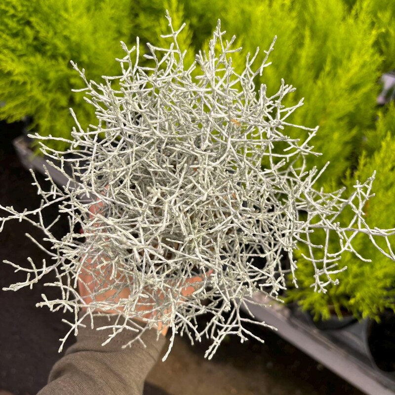 Silver Succulent - Etsy