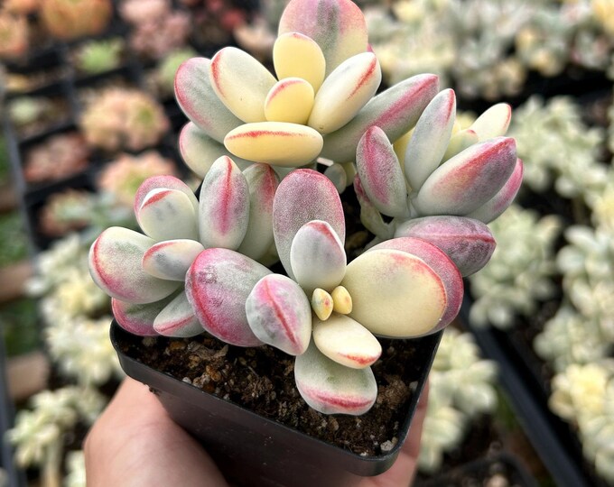 Rare Succulent - Rounded Cotyledon Orbiculata Varigated (2) - Etsy