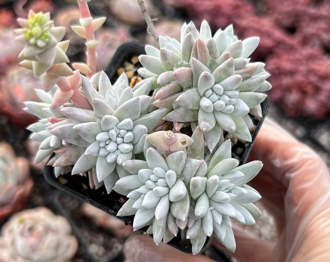 Rare Succulent - Dudleya Gnoma S.w.mccabe "white Greenii" (4) - Etsy