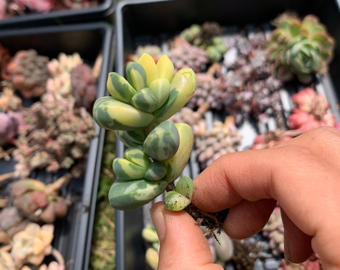 Rare Succulent - Variegated Astridia Velutina - Etsy