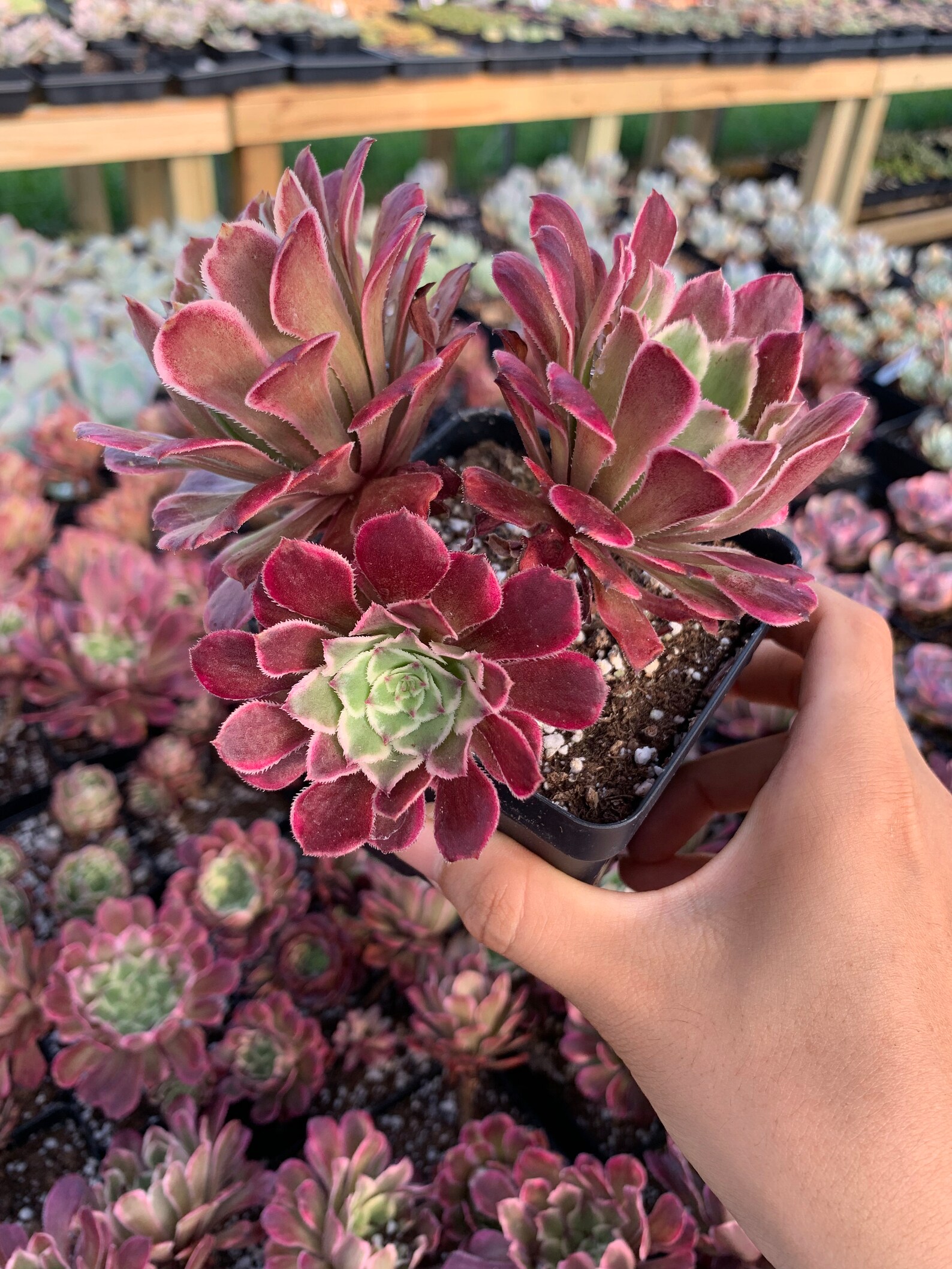 Rare Succulent Aeonium Variegated Madrid - Etsy