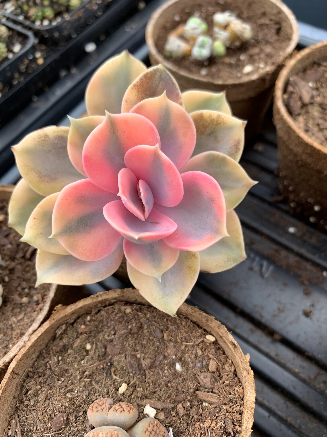 Rare Succulent Echeveria Rainbow - Etsy