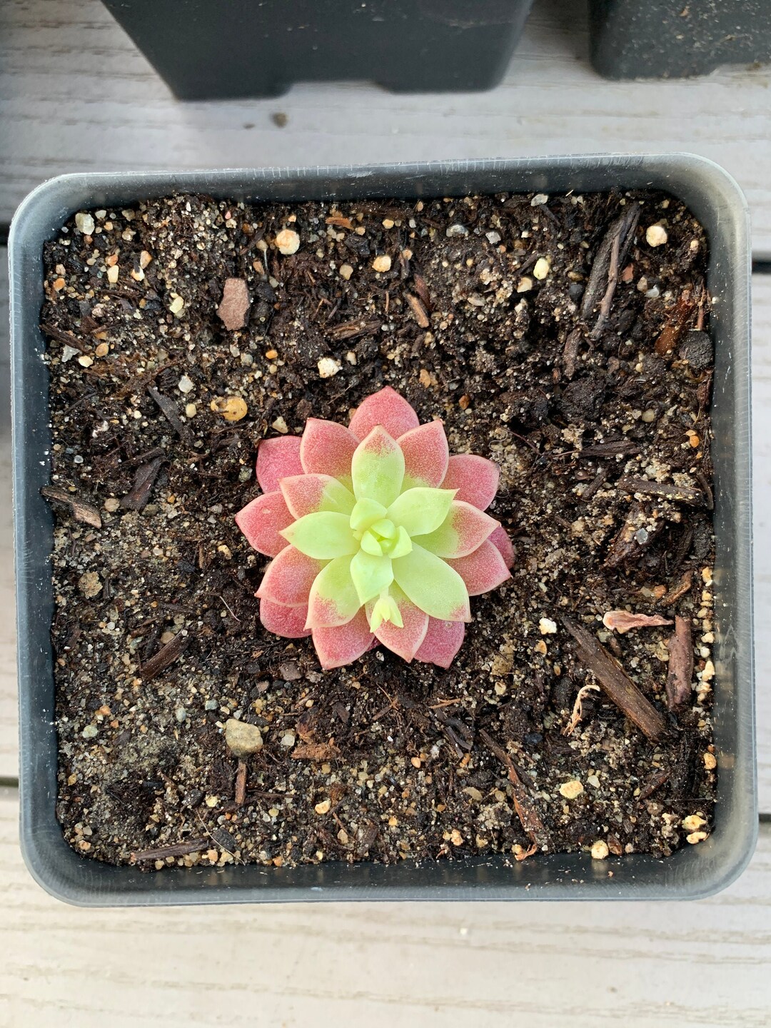 Rare Succulent - Echeveria Macdogali Single Pup Cutting (mini Red ...