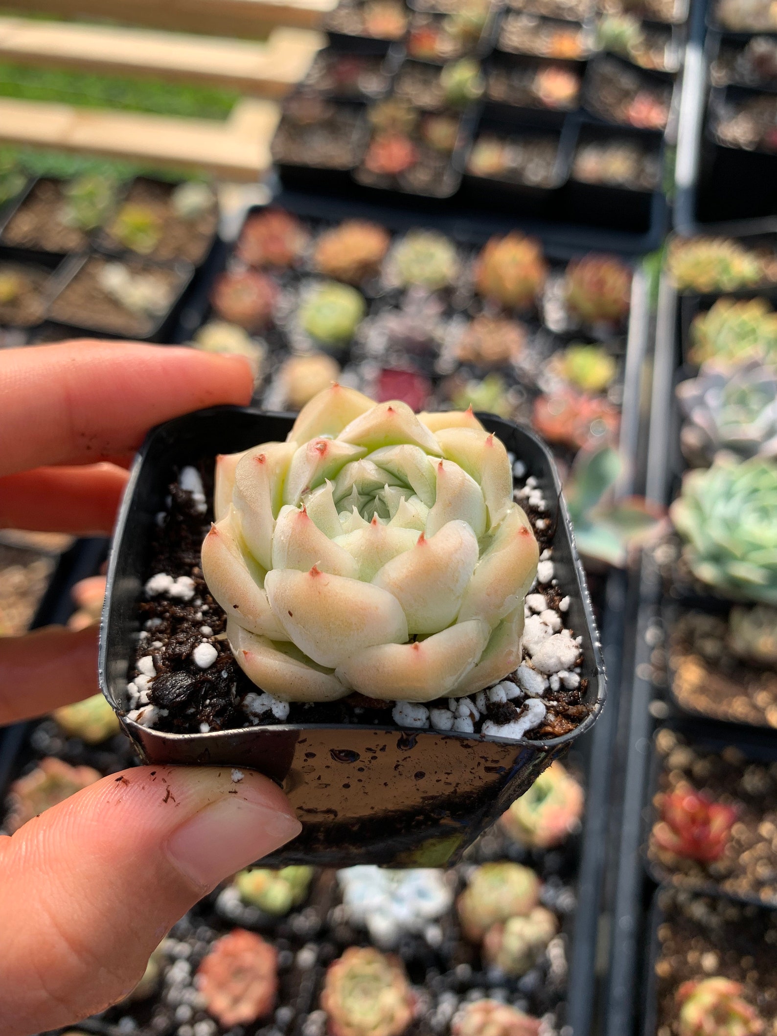 Rare Succulent Echeveria White Maigan - Etsy