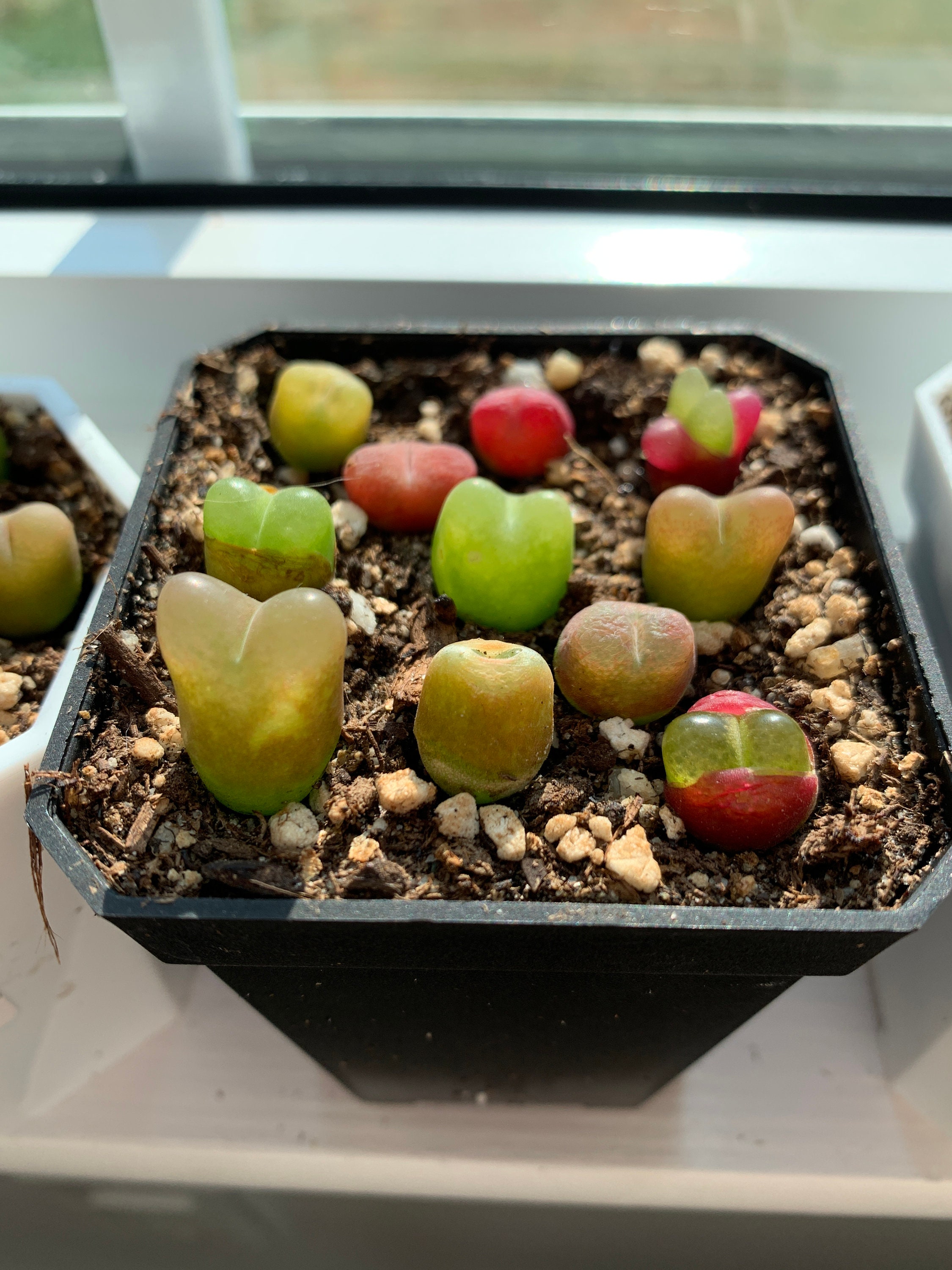 Rare Succulent Conophytum Maughanii one Mini Plant 1cm - Etsy