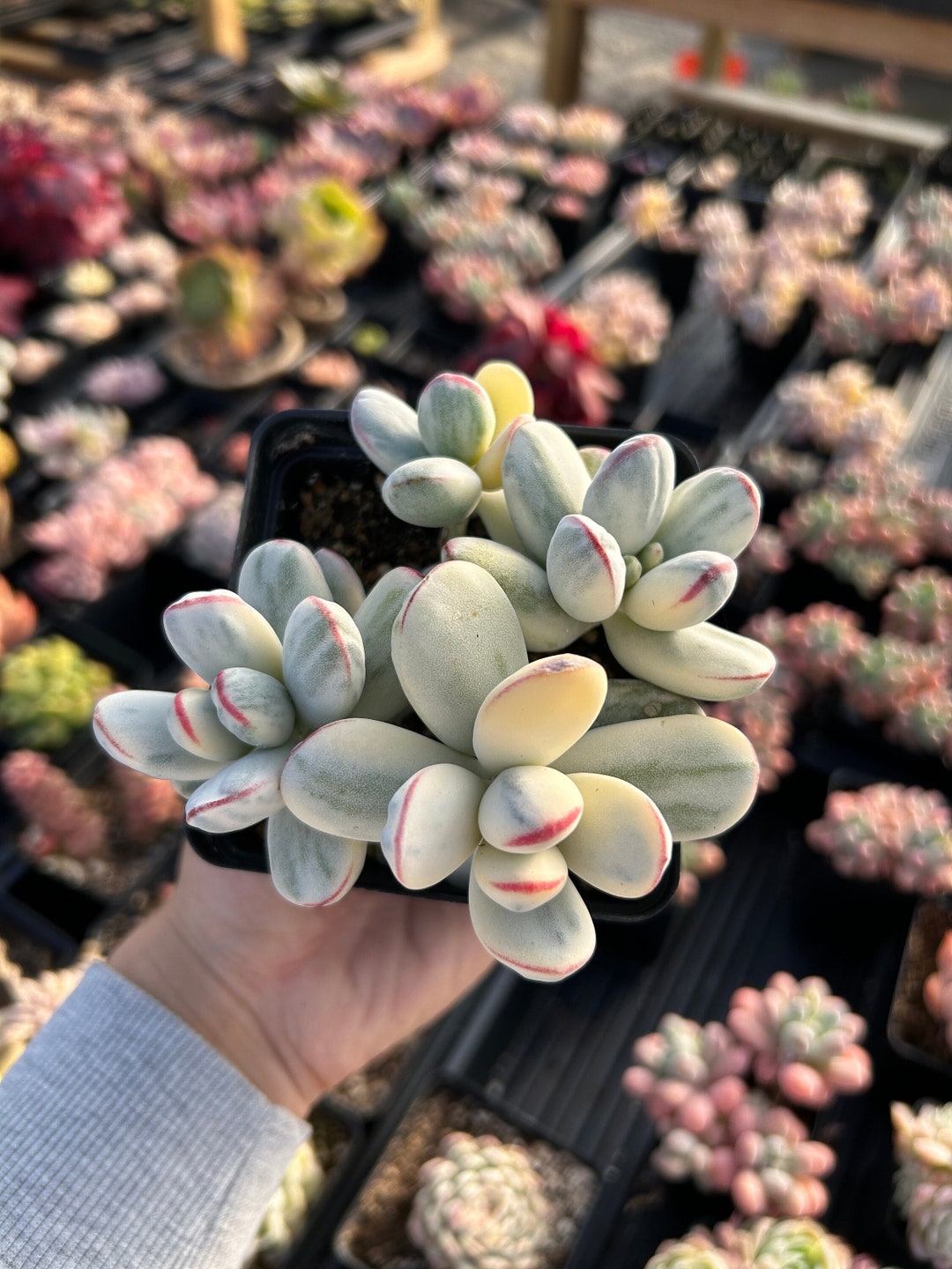 Rare Succulent Rounded Cotyledon Orbiculata Varigated 4 - Etsy