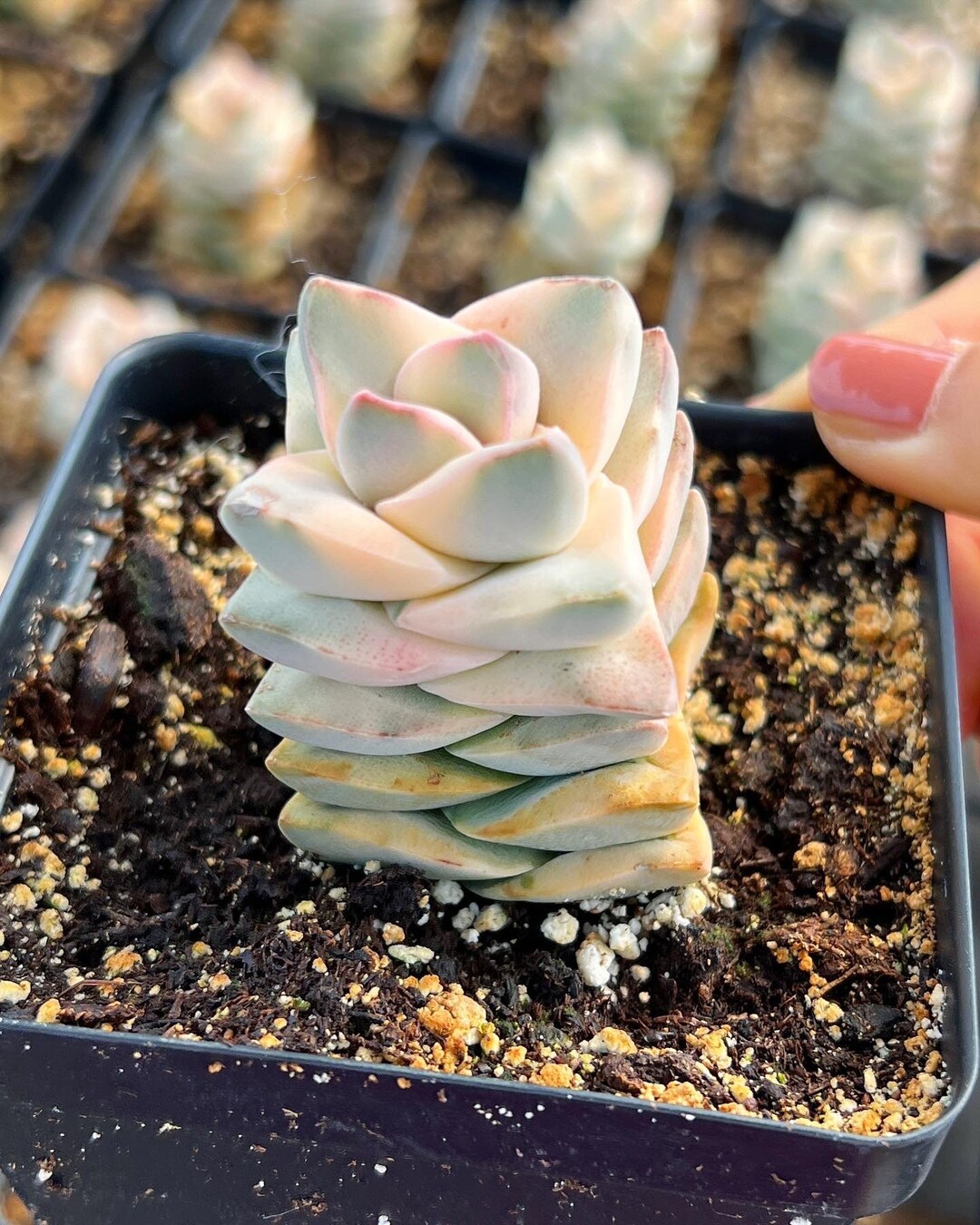 Rare Succulent - Crassula Moonglow Variegated - Etsy