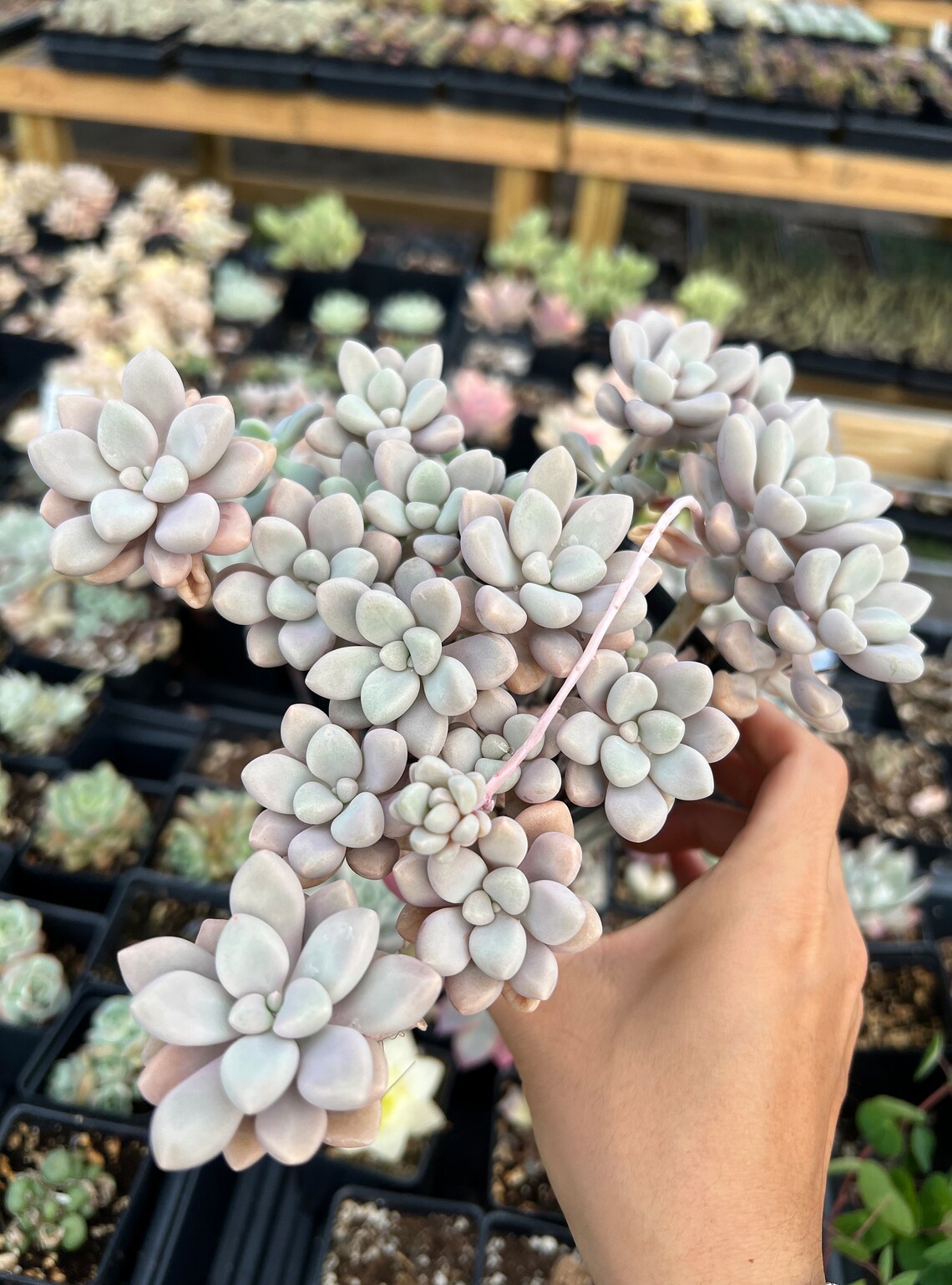 Rare Succulent - Graptopetalum Ellen - Etsy