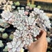 Rare Succulent - Graptopetalum Ellen - Etsy