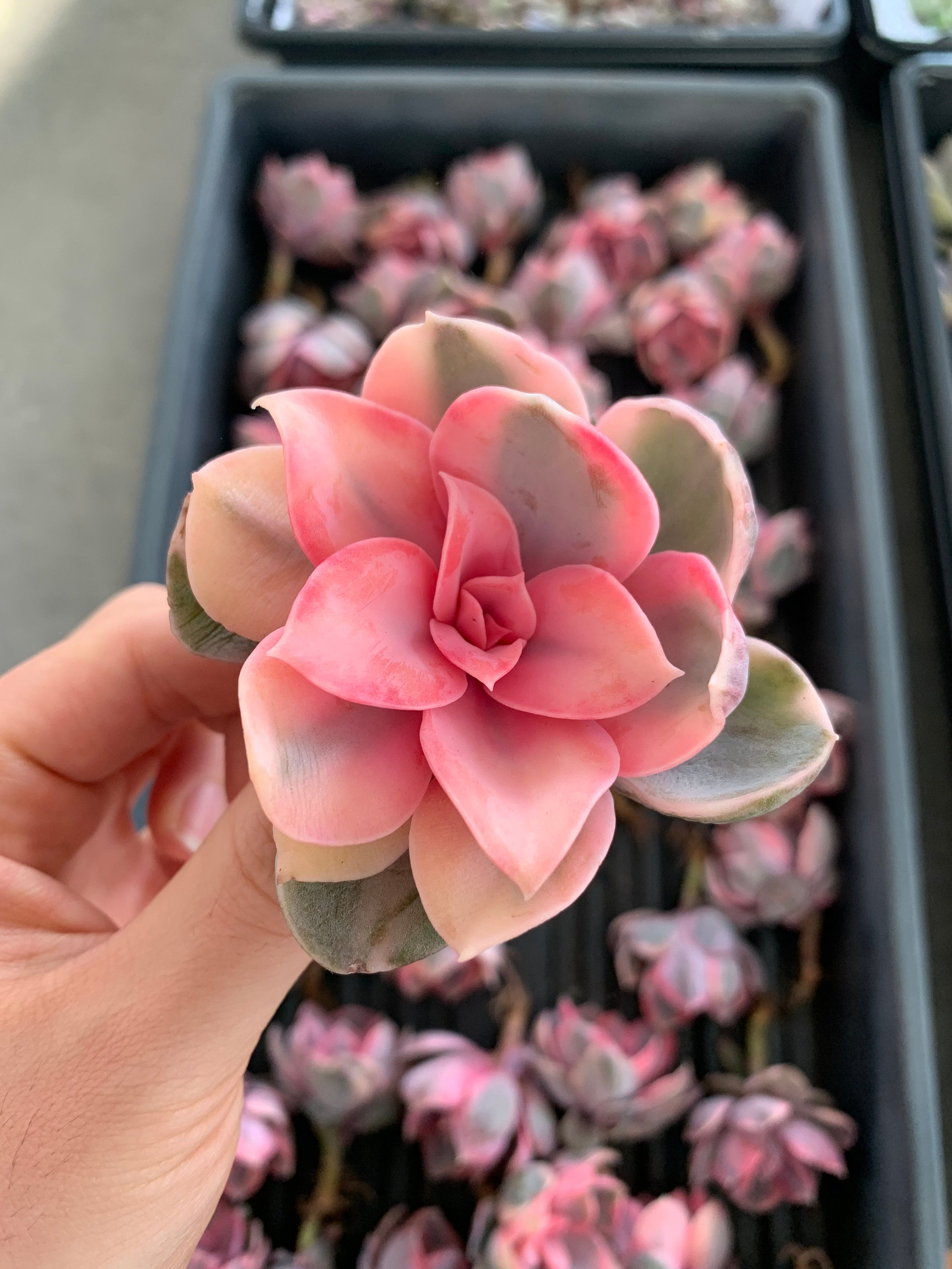 Gardening & Plants Echeveria rainbow Rare Korean Succulent Home & Hobby ...