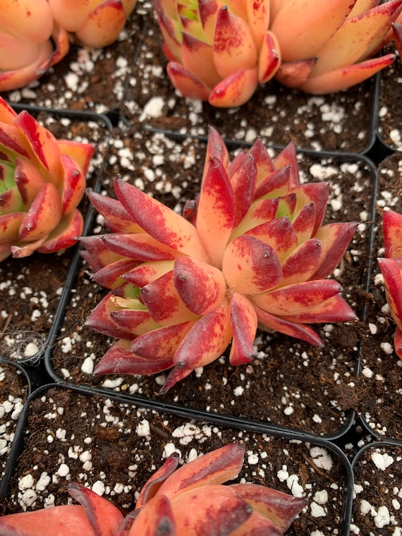Orange Succulent Plants
