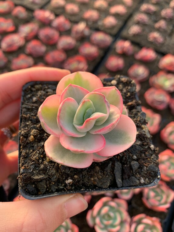 Outdoor & Gardening Randomly pick April Farm/Rare Succulents Echeveria Agavoides ssp Plants Home ...