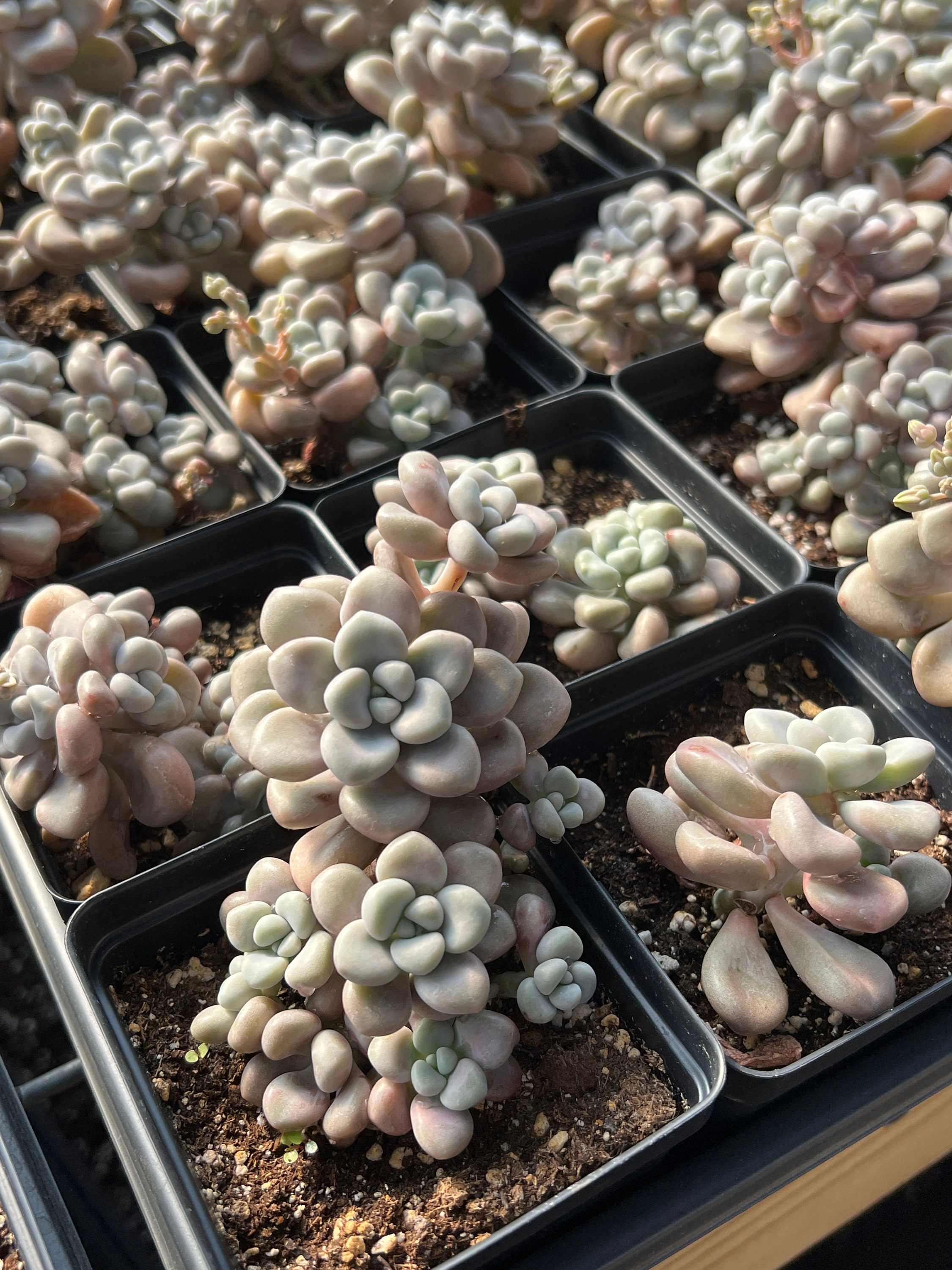 Rare Succulent - Graptopetalum Ellen - Etsy