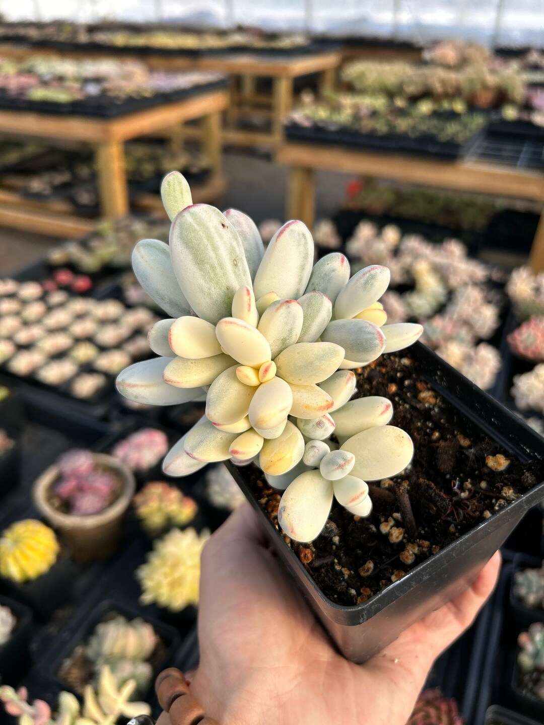 Rare Succulent Rounded Cotyledon Orbiculata Varigated 3 - Etsy