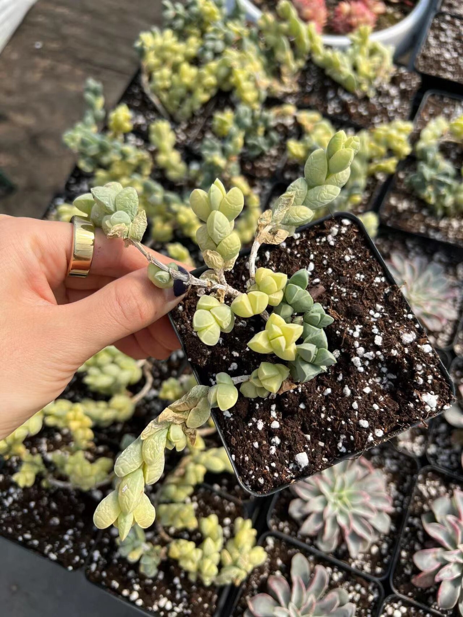 Rare Succulent Variegated Astridia Velutina - Etsy