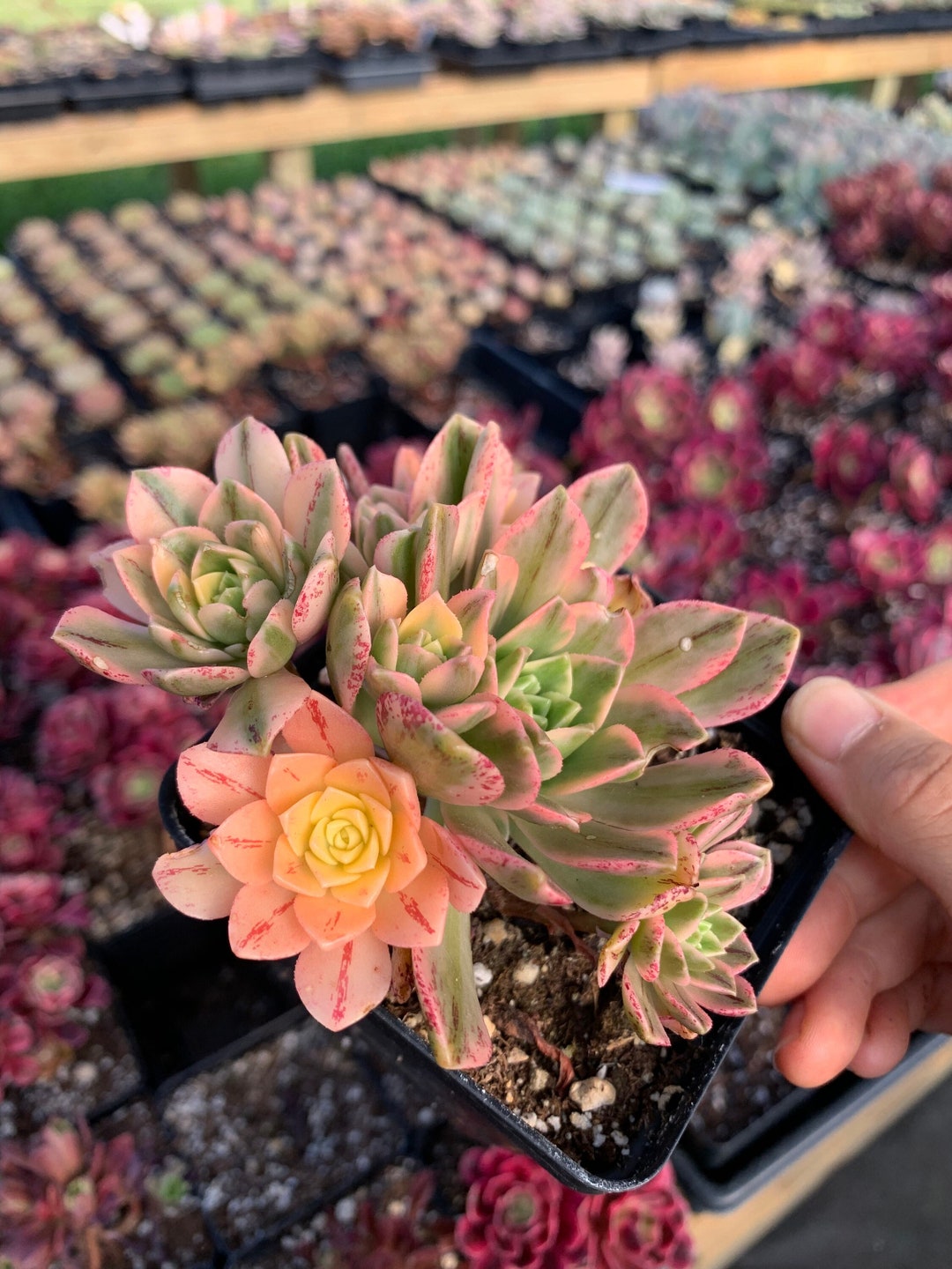 Rare Succulent Aeonium Cream Tea/sweet Tea - Etsy