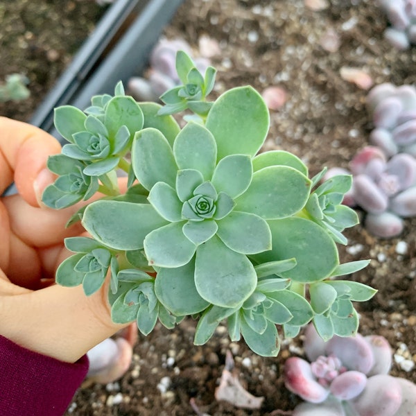Mountain Rose Succulent - Etsy