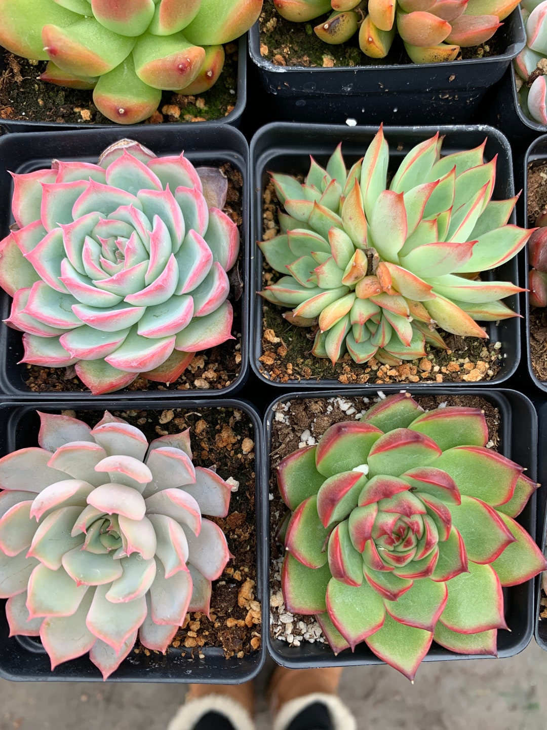 Rare Succulent - Succulent Combo Echeveria With Pink Tips - Etsy