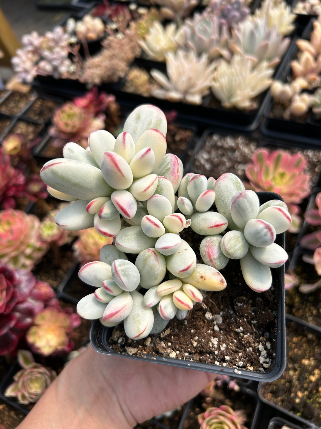 Rare Succulent Rounded Cotyledon Orbiculata Varigated Large Cluster 4 ...