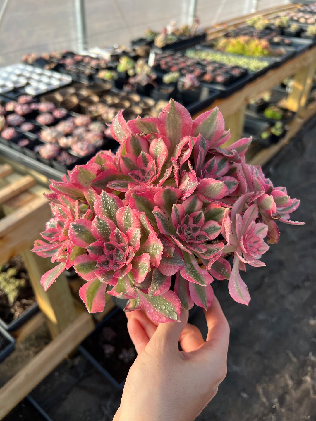 Rare Succulent Aeonium Pink Witch - Etsy