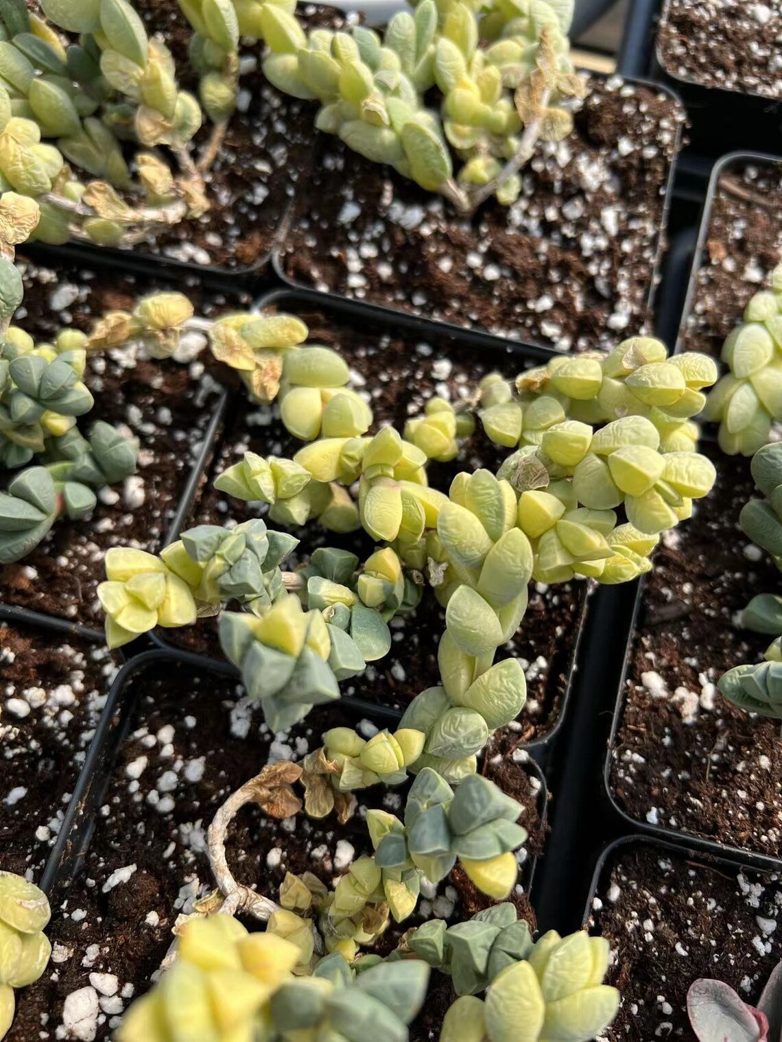 Rare Succulent Variegated Astridia Velutina - Etsy