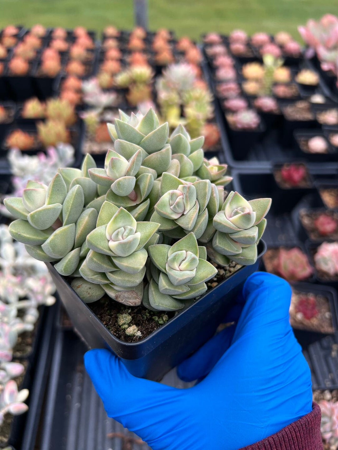 Rare Succulent Crassula Moonglow Variegated Cluster 1 - Etsy