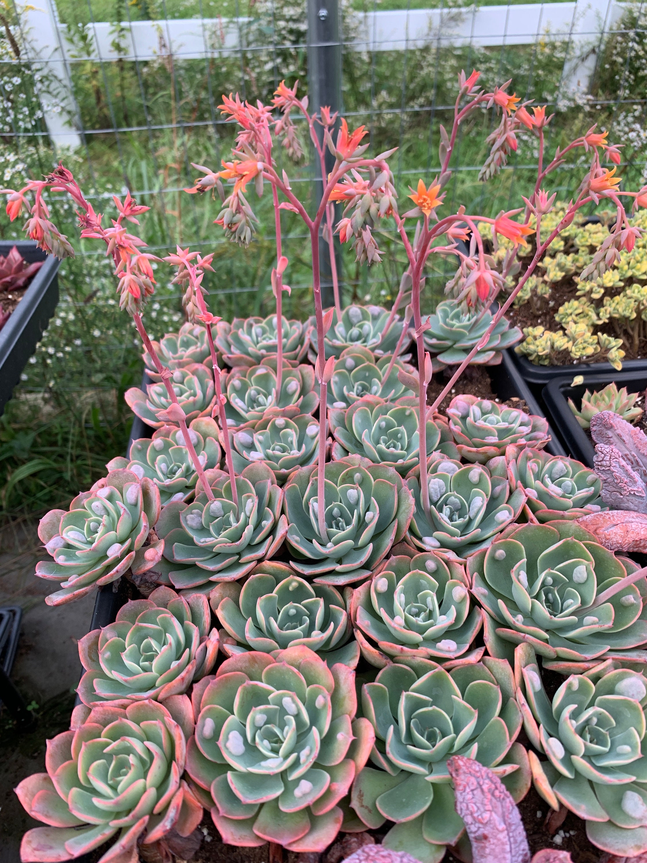 Rare Succulent Echeveria Raindrops Frills - Etsy