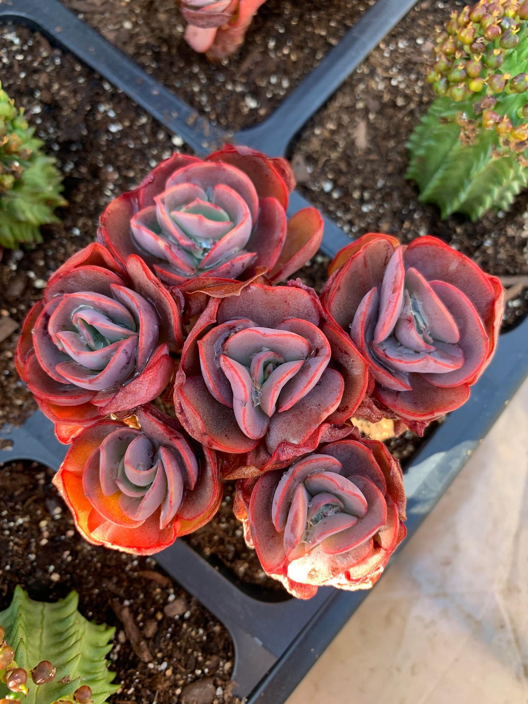 Rare Succulent-echeveria Sunyan - Etsy