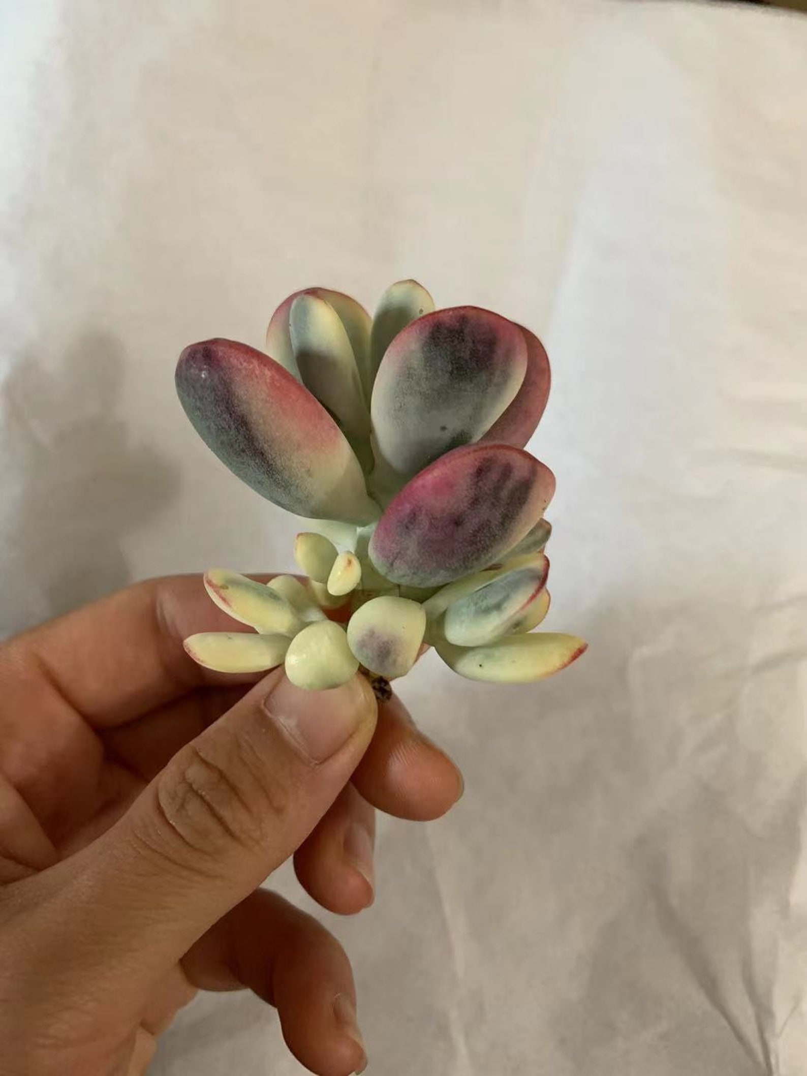 Rare Succulent Rounded Cotyledon Orbiculata Varigated - Etsy