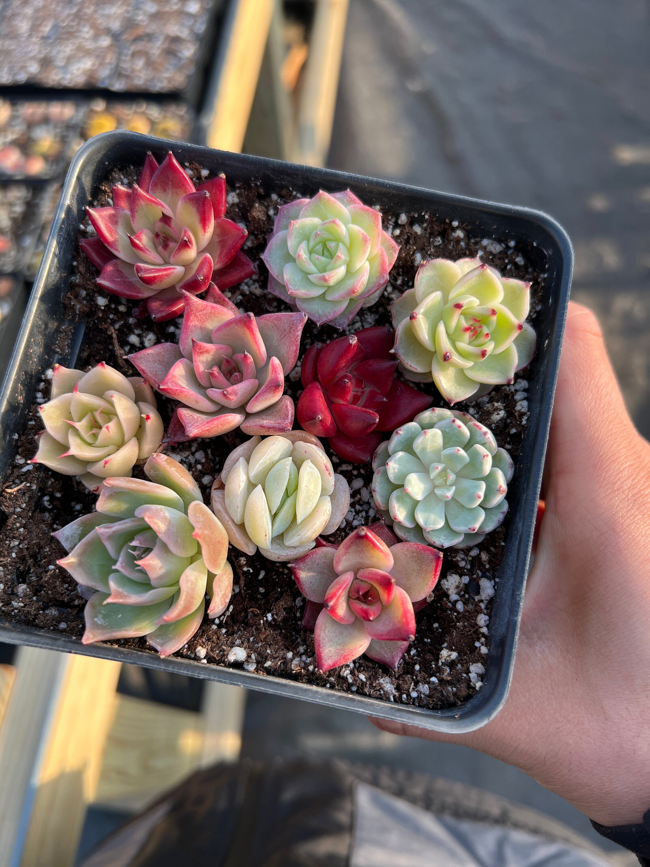 Rare Succulent Baby Succulents/cactus Cuttings/pups - Etsy