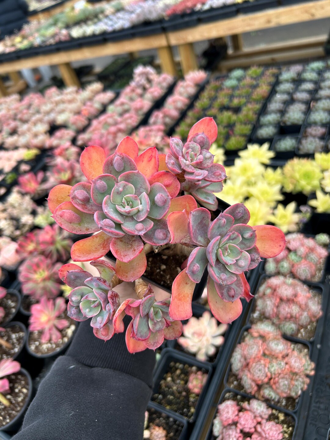 Rare Succulent - Echeveria Raindrops Frills Cluster (1) - Etsy
