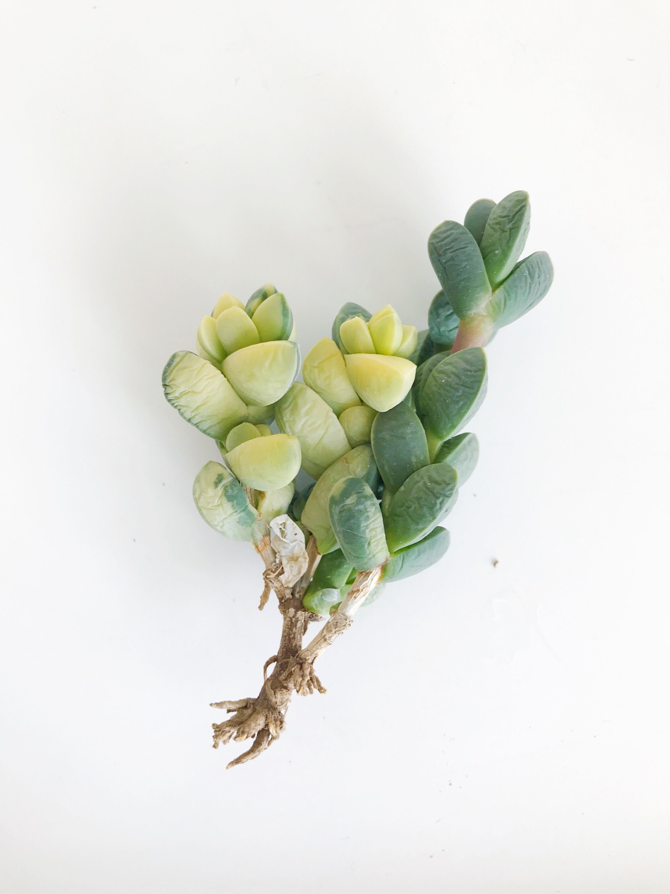 Rare Succulent Variegated Astridia Velutina - Etsy