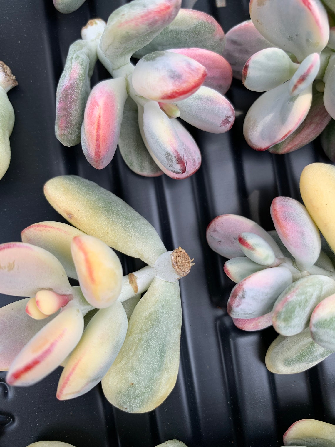 Rare Succulent Rounded Cotyledon Orbiculata Varigated - Etsy
