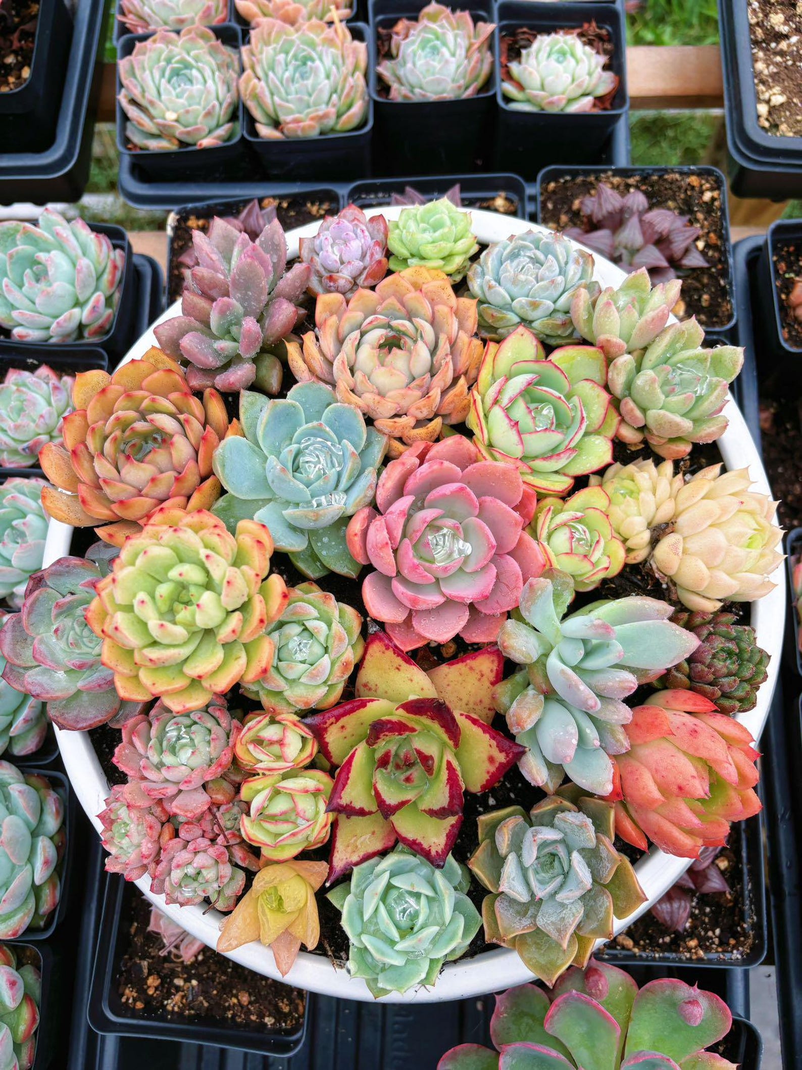 Rare Succulent - Succulents Assortment - Etsy