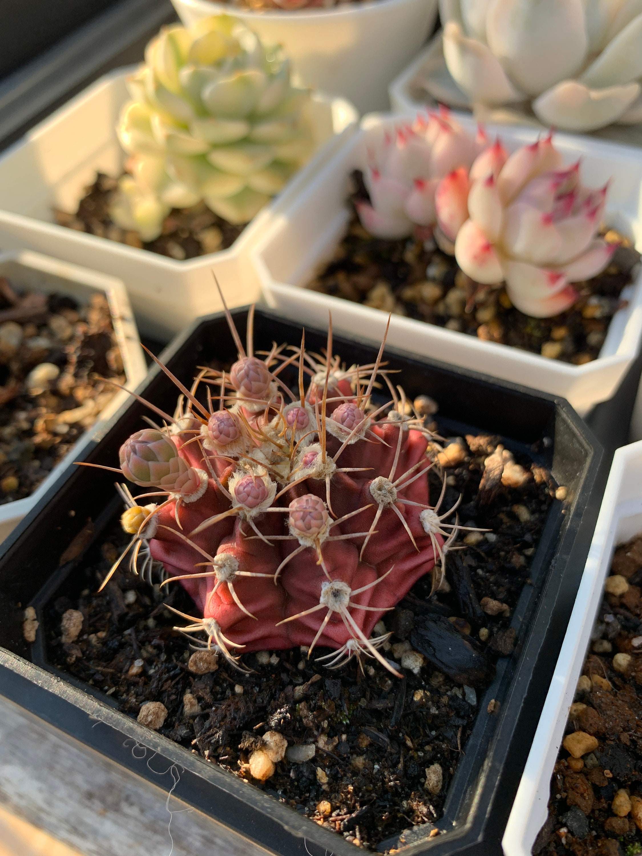 Rare Succulent Cactus Black Dumshi - Etsy