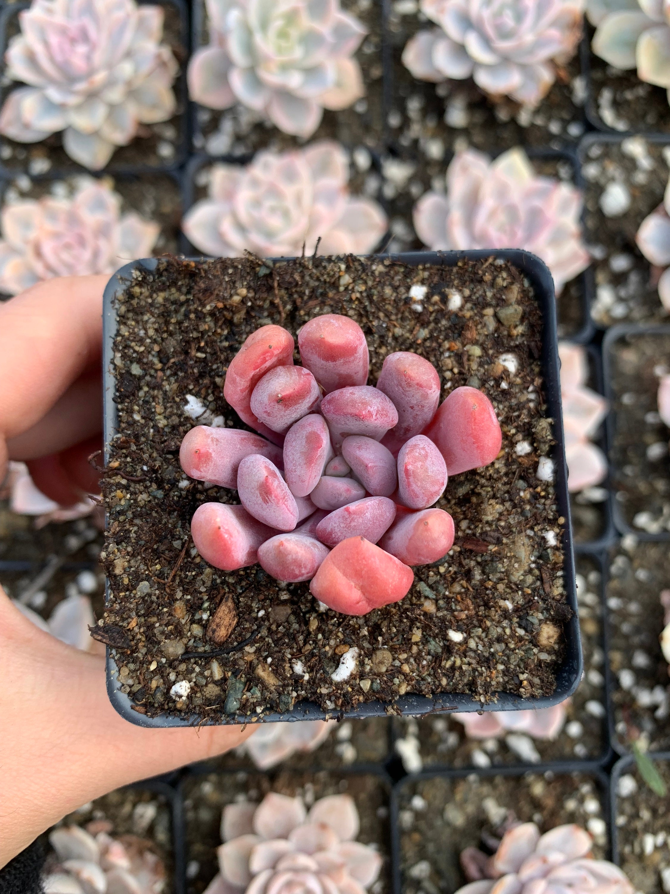 Rare Succulent Graptoveria 'topsy-debbie' Cupid - Etsy