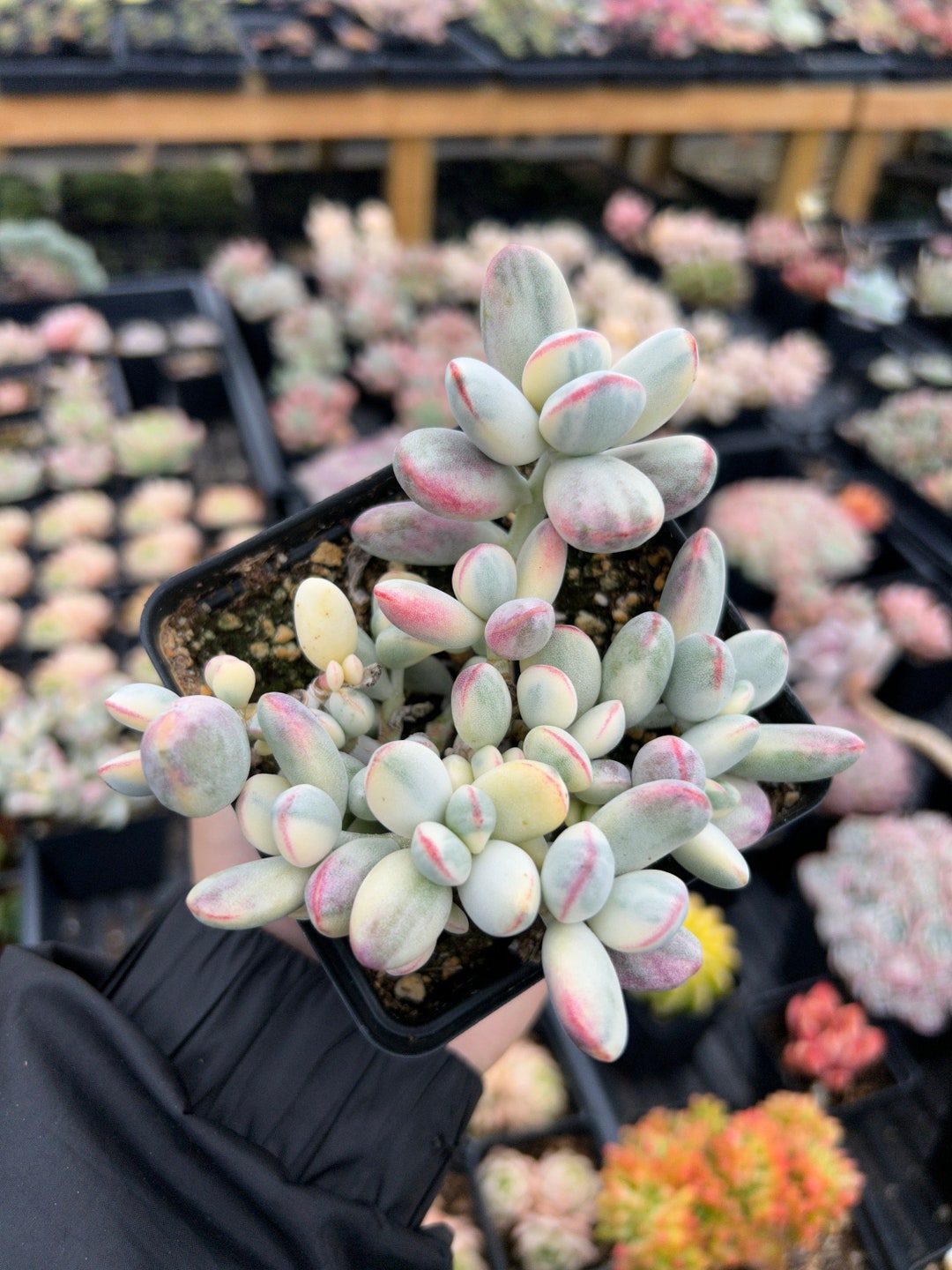 Rare Succulent - Rounded Cotyledon Orbiculata Varigated Large Cluster ...