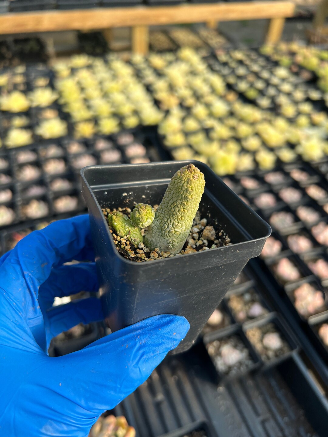 Rare Succulent Pseudolithos Caput-viperae 2 - Etsy
