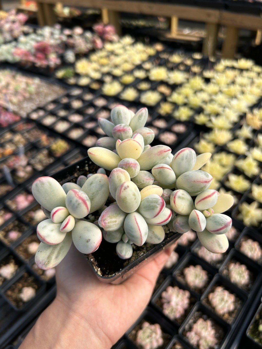 Rare Succulent - Rounded Cotyledon Orbiculata Varigated Large Cluster ...