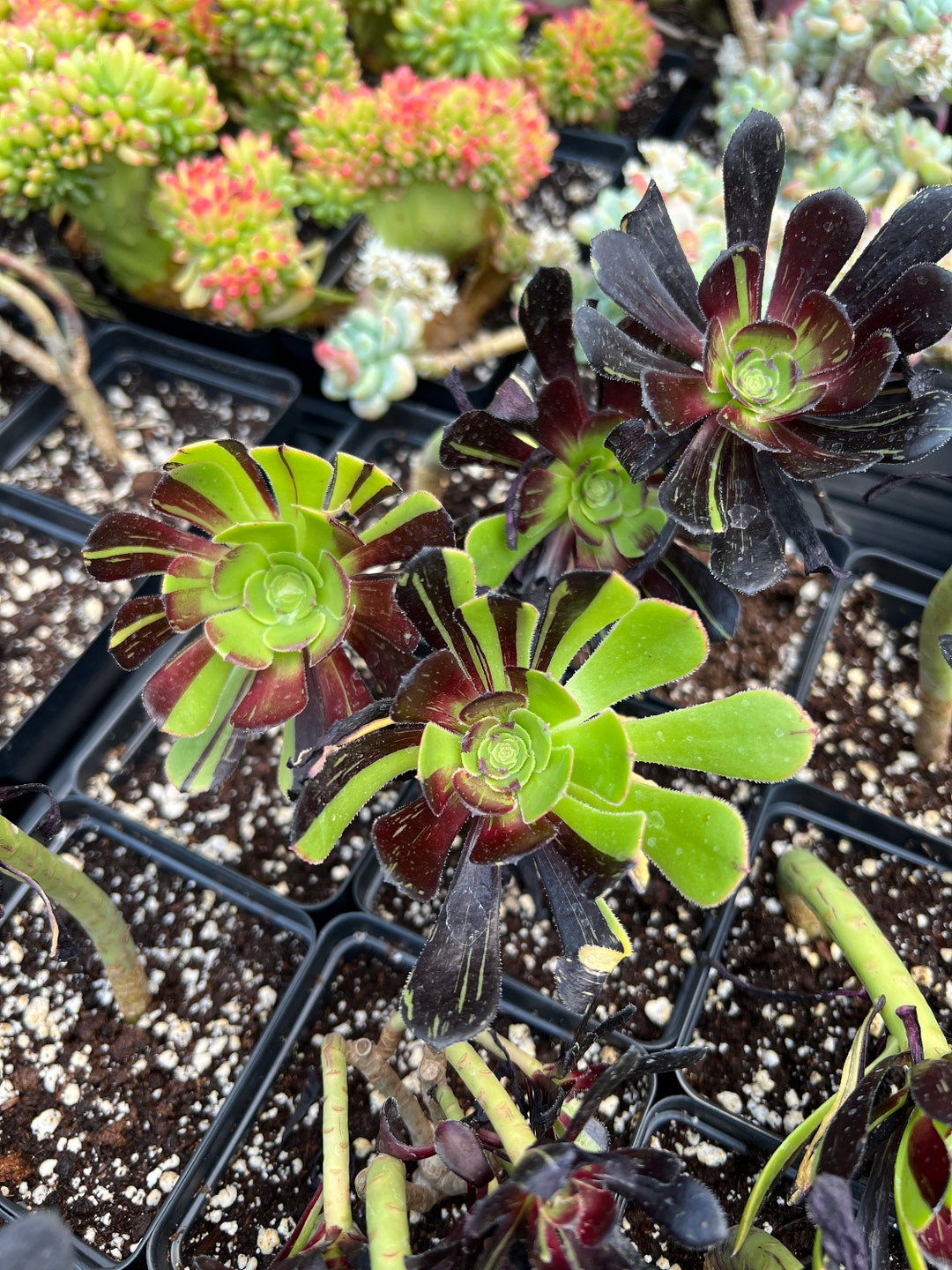 Rare Succulent - Aeonium Big Bang - Etsy
