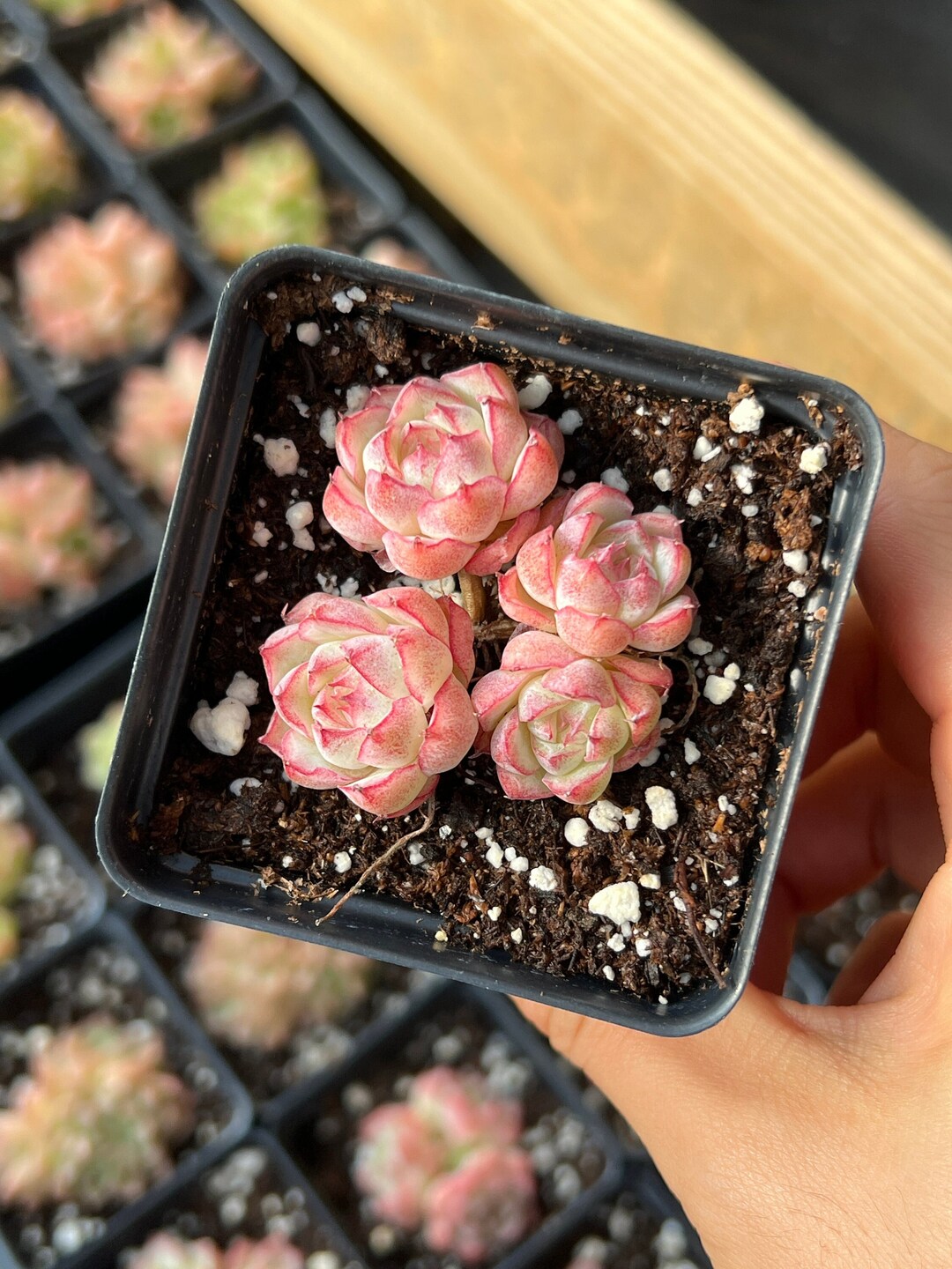 Rare Succulent - Echeveria Mini Maigan Cluster (mini Plant) - Etsy