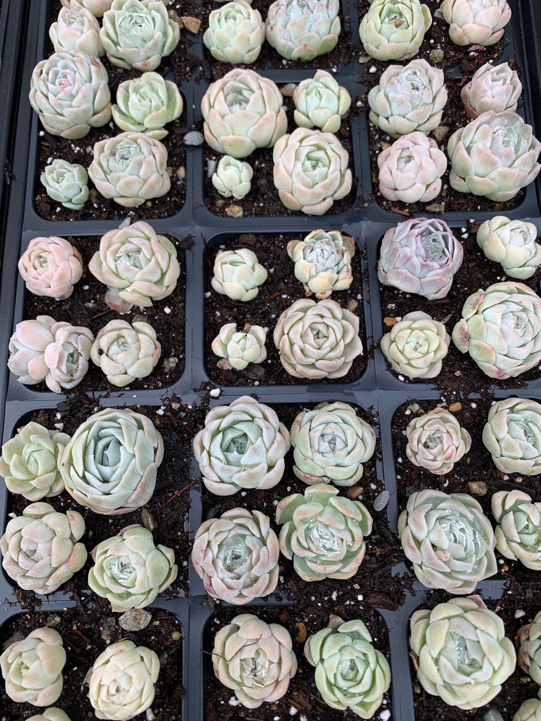 Rare Succulent - Echeveria Elegans Hybrids - Etsy