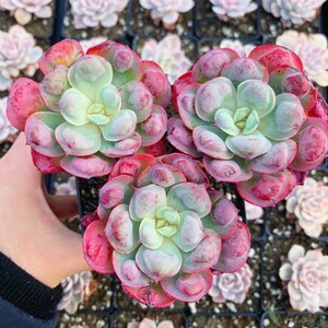 Rare Succulent Echeveria Raindrops Frills - Etsy