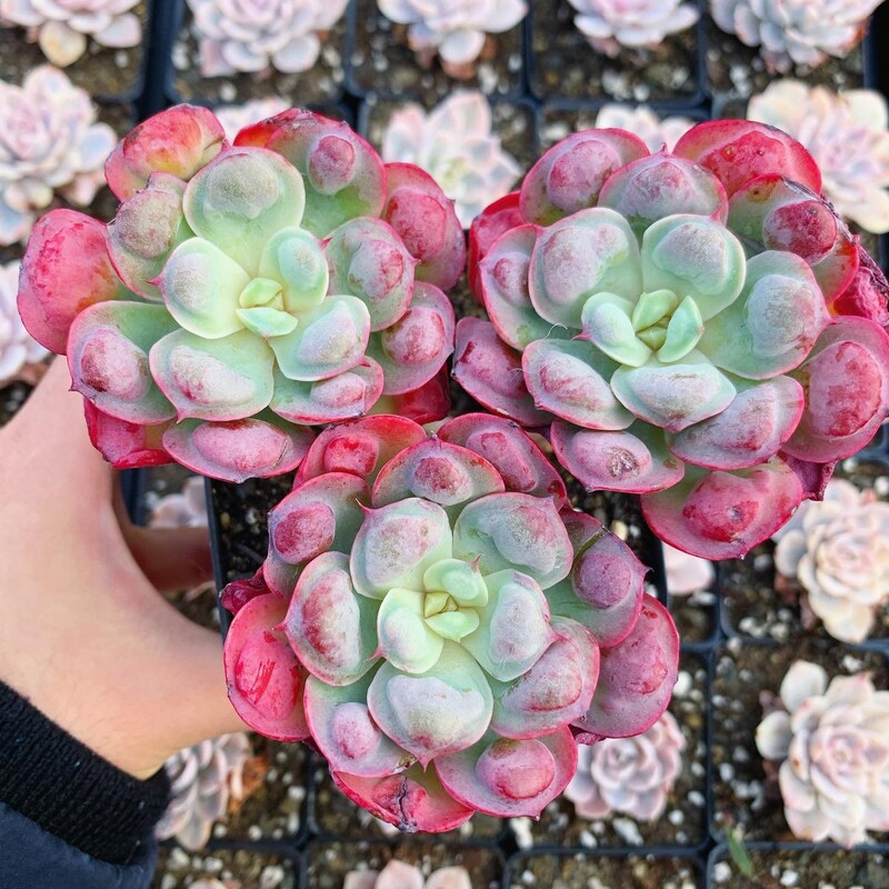 Echeveria - Etsy